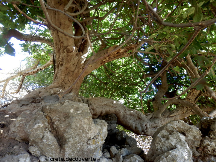 سيّدي، دعها هذه السنةً أيضًا - رعية مار أنطونيوس الكبير جديدة - المتن